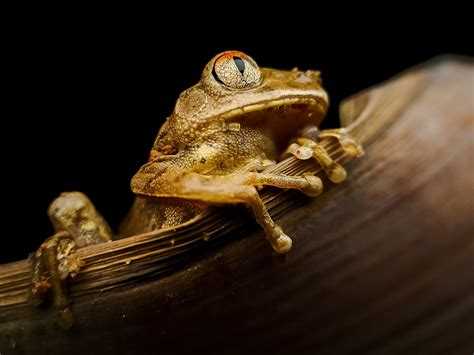 What Is Macro Vs Micro Photography Apexel