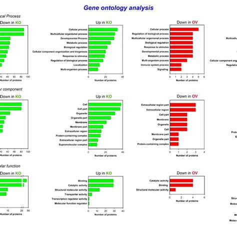 Functional Enrichment Analysis Bar Plots Representing Gene Ontology