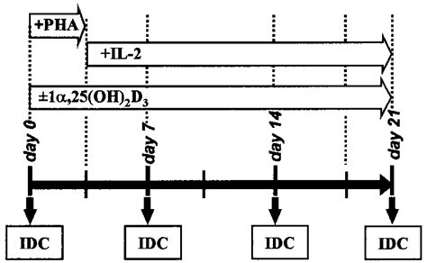 Experimental Protocol For PBMC Culture Duration Of Treatments Is Download Scientific Diagram