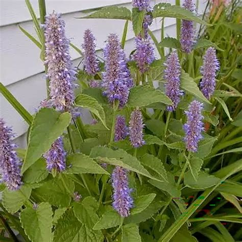 Hyssop Flower Meaning Benefits Types Growing And Uses