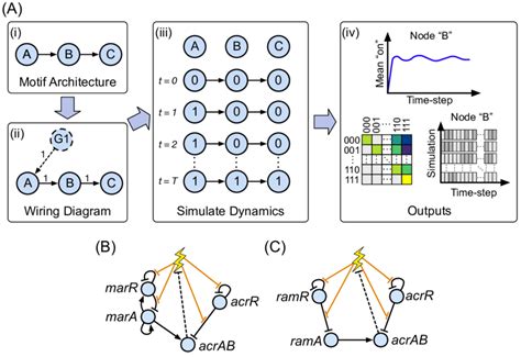 Boolean Network Modelling Of Gene Regulatory Network Architectures