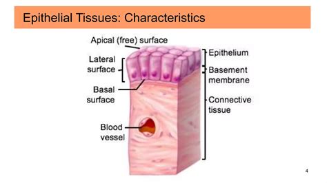 Epithelial Tissue Ppt Ppsx