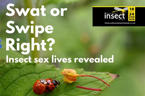 Swat Or Swipe Right Insect Sex Lives Revealed News The Pirbright Institute