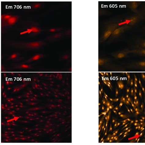 Fluorescence Of Dye 1 With Cell Organelles In Stem Cells From Apical