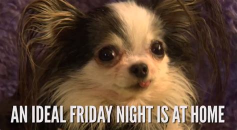 Signs That You Might Be An Introvert As Demonstrated By Really Cute Animals Signs That You Might Be An Introvert As Demonstrated By Really Cute Animals