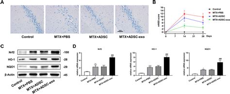 Hippocampal Neurons And Neurological Function After Mtx And