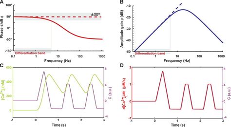 Chemical Differentiator Model A Inputoutput Relation Of The