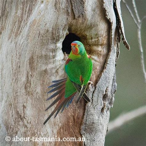 Swift Parrot About Tasmania Swift Parrot About Tasmania