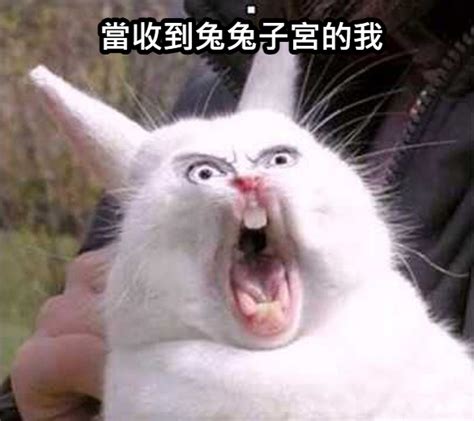 霍普獸醫病理診斷中心 你終究要挨一刀的，那為何不一開始就挨 今天來談談恐怖的 兔子🐰 的 子宮腺癌 Facebook