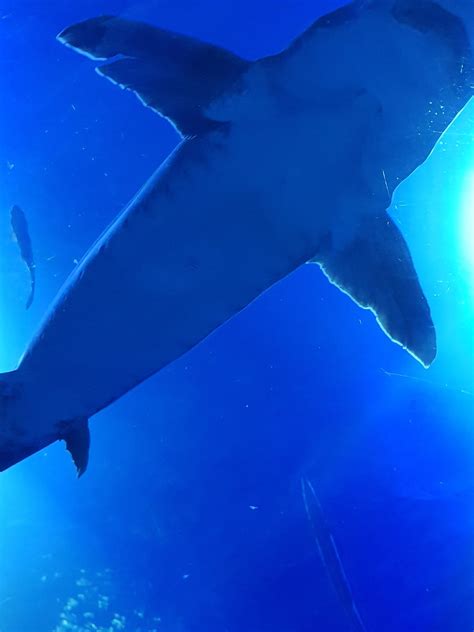 Mar Pez Acuario Ai Foto Gratis En Pixabay Pixabay