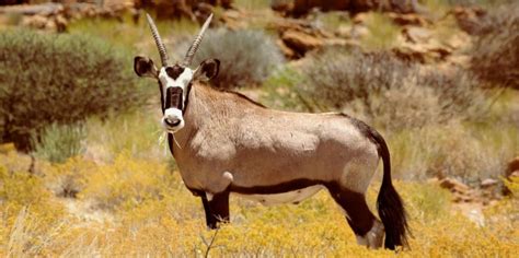 Gemsbok Adaptations And How They Find Food In The Desert