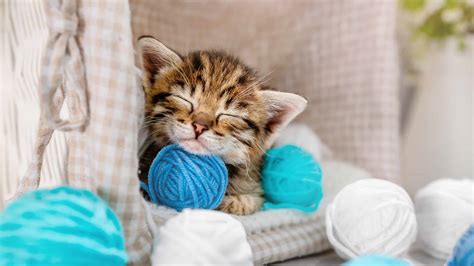 How Long Do Cats Sleep Discover The Science Behind Natures Impressive