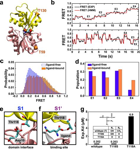 Experimental Investigation Of Protein Dynamics By Smfret And Download Scientific Diagram