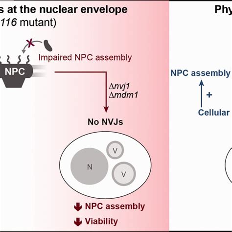 Nvj Expansion Upon Defective Npc Assembly Is Required To Sustain Download Scientific Diagram
