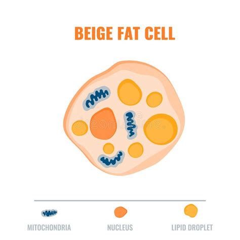 Adipose Tissue Showing Beige Fat Cell With Mitochondria And Nucleus