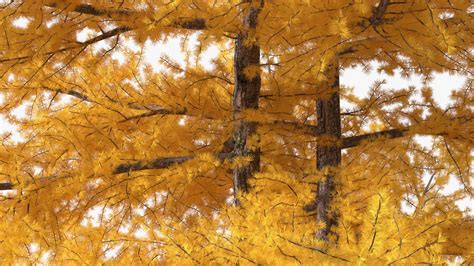Japanese Larch Tree Yellow 3d Model 49 3ds Blend C4d Fbx Max Ma Lxo Obj Free3d