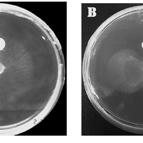 Growth Inhibition Of Etoac Extract From Culture Fluid Of Gluconobacter Download Scientific