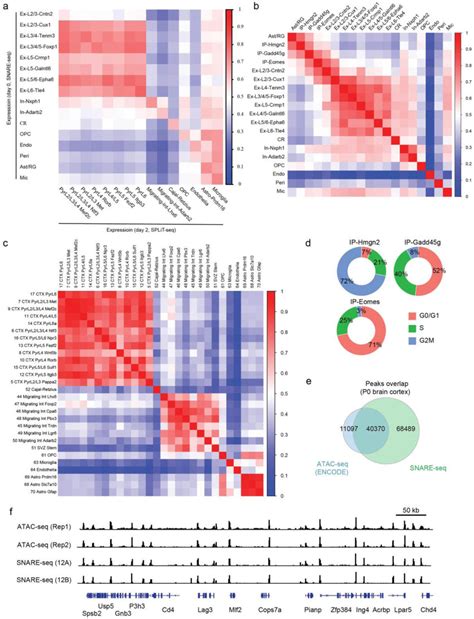 Neonatal Mouse Cerebral Cortex Snare Seq Profiles Are Correlated With