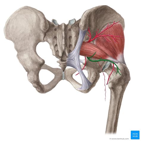 Semitendinosus Origin Insertion Innervation Action Kenhub
