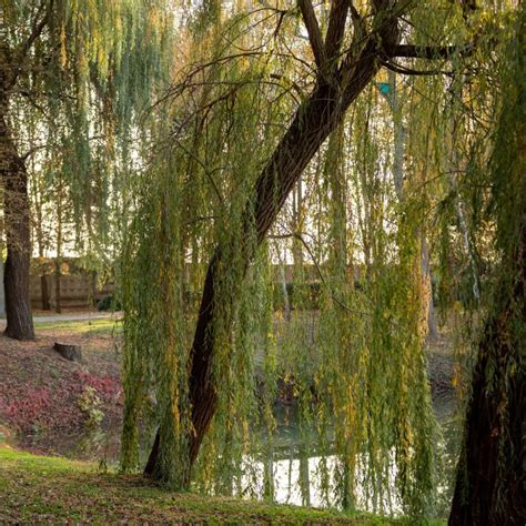 The Best Trees To Plant In Your Yard Dengarden