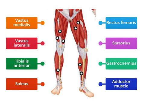 Lower Body Muscles Labelled Diagram