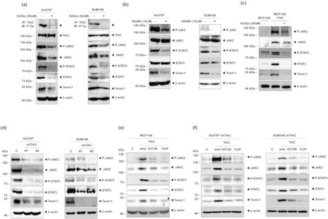 Trkc Regulates Jak2 Stat3 Activity And Directly Regulates Its