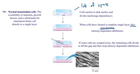 Density Dependent Inhibition