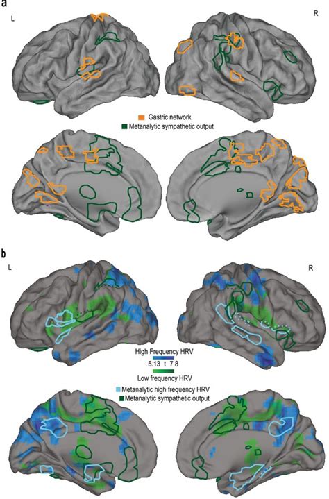 Figures And Data In Stomach Brain Synchrony Reveals A Novel Delayed Connectivity Resting State