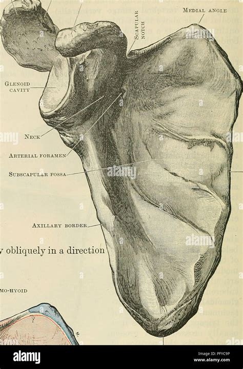 Suprascapular Fossa Scapula An Overview Sciencedirect Topics