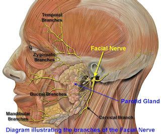 Earthwide Surgical Foundation Parotid Tumors Facial Nerve Salivary