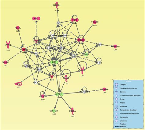 Functional Analysis Of The Gene Expression Profile In The Mice With