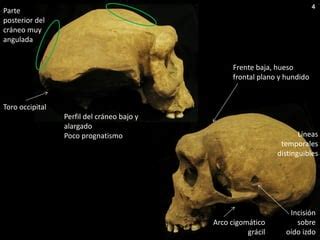 Homo Rhodesiensis Pdf
