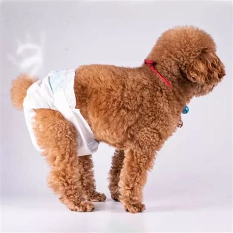 Diaper Cat Diaper Physiological Pants Sanitary Shorts Panties Underwear