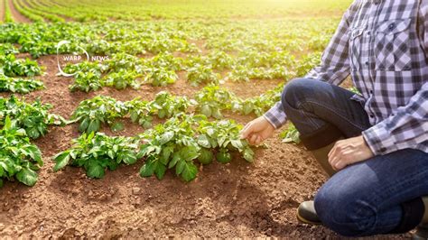 🥔 Genetically Modified Potatoes Increase Yields And Eliminate The Need