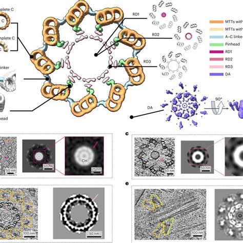 In Situ Structure Of The Human Centriole A Cross Sectional View Of