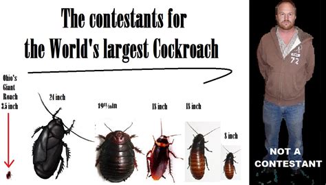 The 18 Inch Cockroach Greater Ancestors