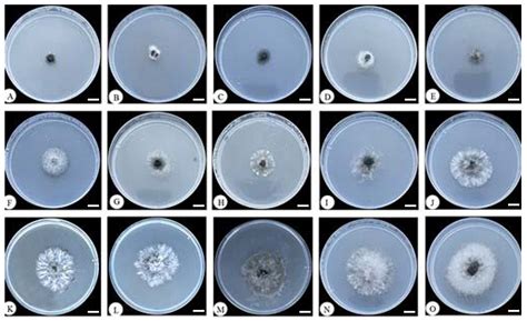 Biocontrol Potential Of Trichoderma Asperellum Strain 576 Against