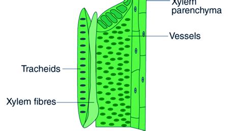 What Is Xylem Tissue And How Does It Function