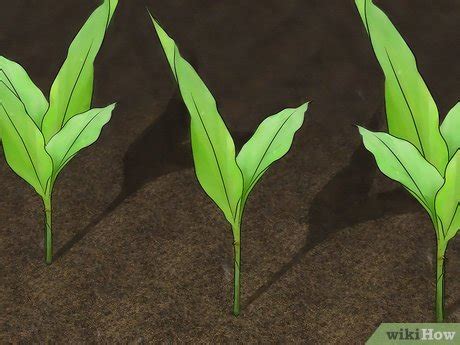 Ways To Get Rid Of Aphids WikiHow