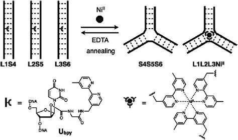 Scheme 1 Schematic Representation Of The Metal Responsive Structural Download Scientific