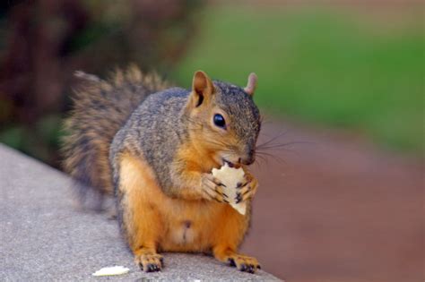 Eastern Fox Squirrel