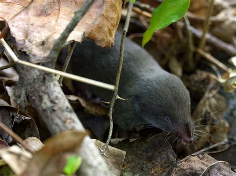 Northern Short Tailed Shrew