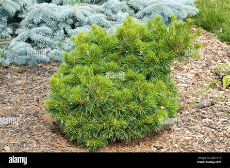 Dwarf Pine Trees