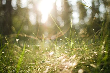 Royalty Free Photo Morning Forest Grass Pickpik