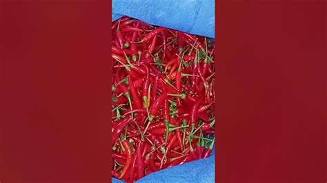 Harvest Sili Laboyo Youtube