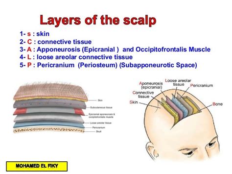 Anatomy Of Scalp