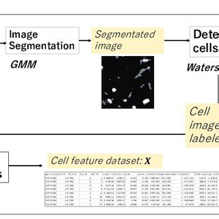 Image Processing Procedure Including Image Segmentation Cell Download Scientific Diagram