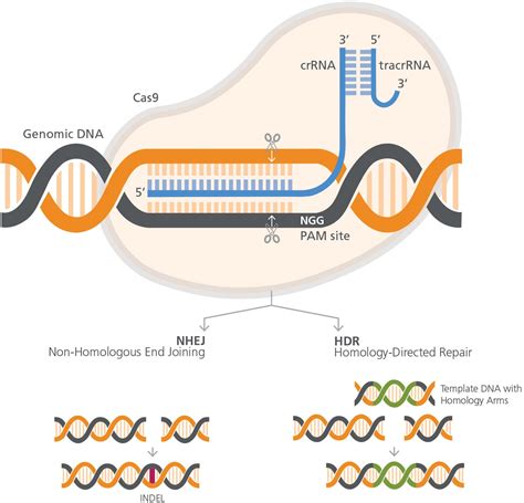 Build A Better Human Disease Model Using Human Pluripotent Stem Cells
