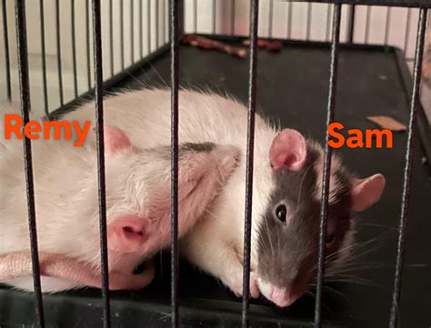 Sweetie Sam Scrolller