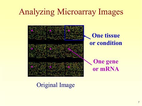Gene Expression Analysis 2 Dna Microarray First Introduced In 1987 A